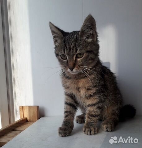 Полосатик,3 мес