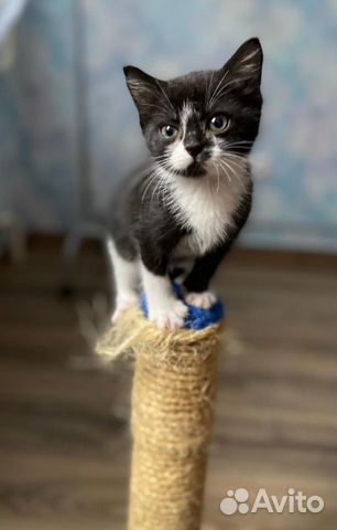 Маркиз Пупс