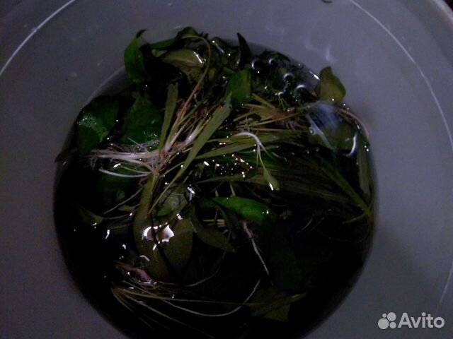 Криптокарина 2 вида.анубиас