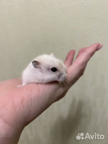 Джунгарский хомяк