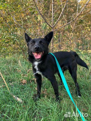 Каспер ищет дом