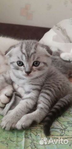 Котята Британцы