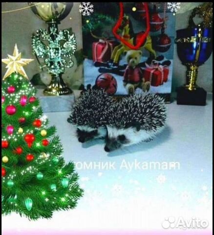 Карликовый африканский ежик