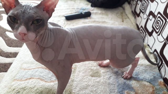 Донской сфинкс вязка