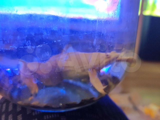 Шпорцевая лягушка альбинос