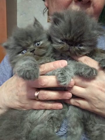 Персидские котята