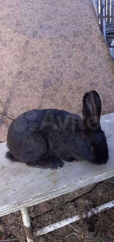 Кролик (самка) 6 мес