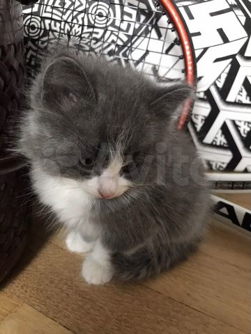 Котята в добрые руки даром