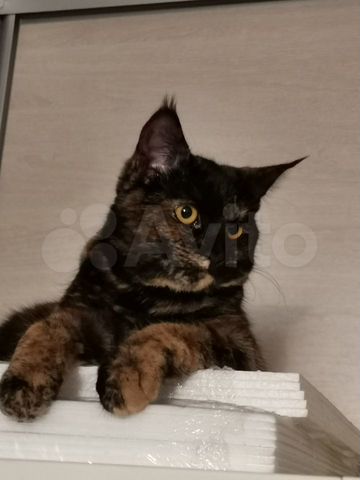 Отдам котенка в добрые руки