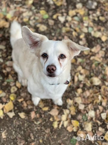 Пёс-потеряшка ждёт хозяина в приюте