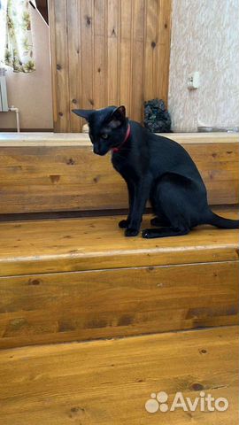 Черный котенок
