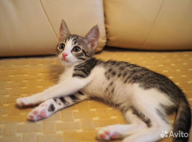 Лапуся с пузиком в горошек в дар