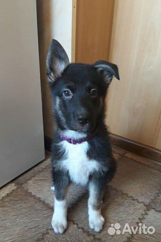 Отдадим русско-европейскую лайку в добрые руки