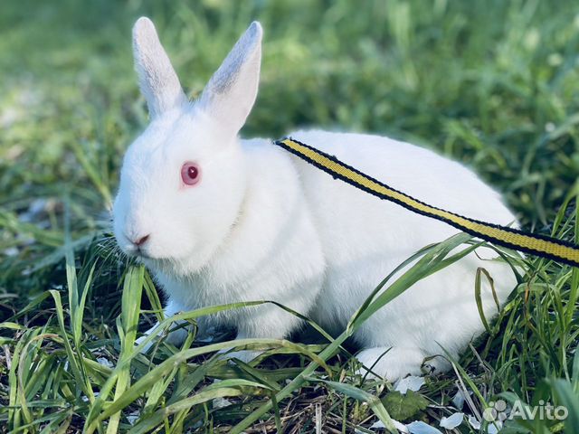 Кролик карликовый, девочка 6 месяцев