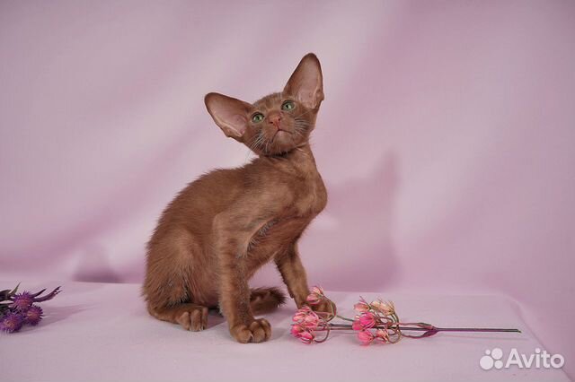 Котята ориенталы
