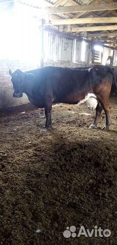 Корова и тёлки