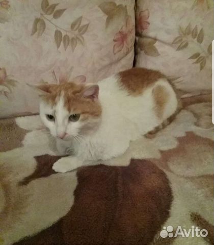 Кошечка Марфа