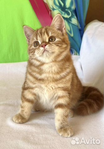 Шотландский котенок.Тигрица