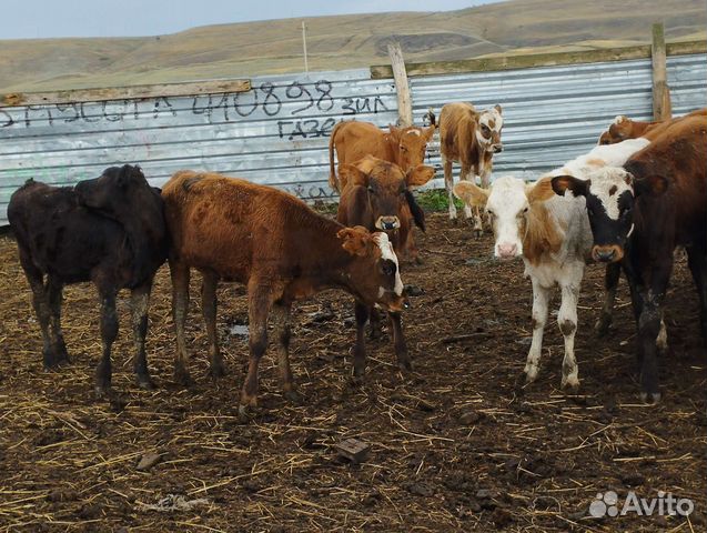 Продажа телят