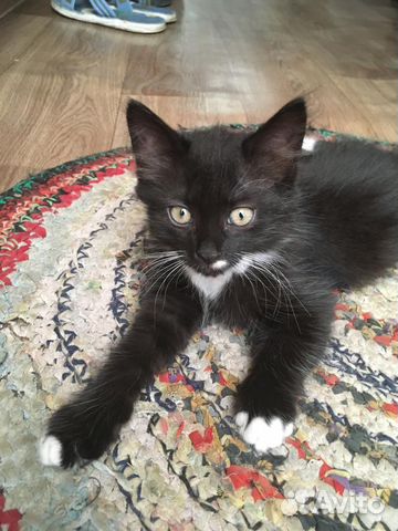 Черный котенок