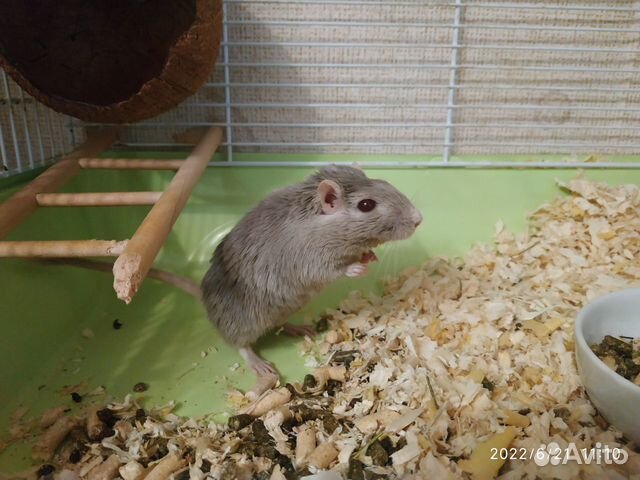 Песчанка с клеткой