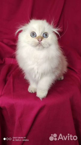 Шотландские вислоухие котята