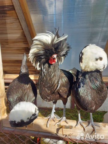 Куры голландские белохохлые 2+1