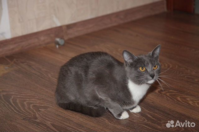 Изящная кошечка ищет дом