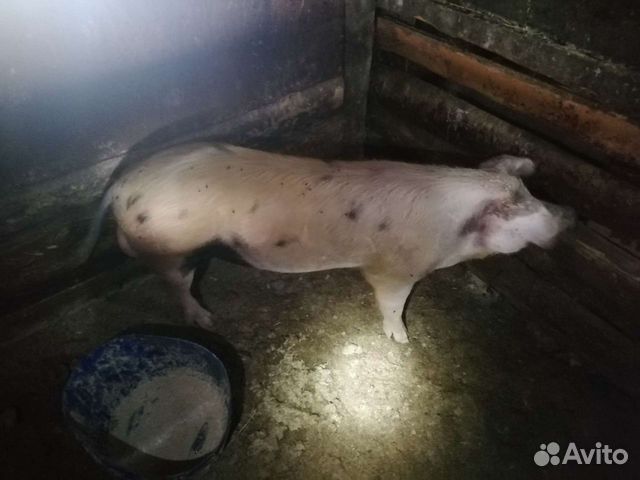 Хряк дюрок помесь