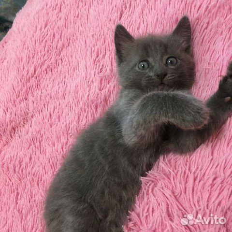 Котик метис русской голубой