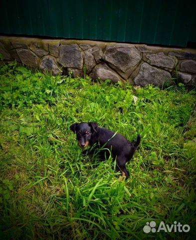 Щенок ягдтерьера девочка