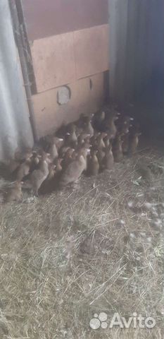 Утята индоутки