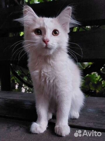 Пушистая красота