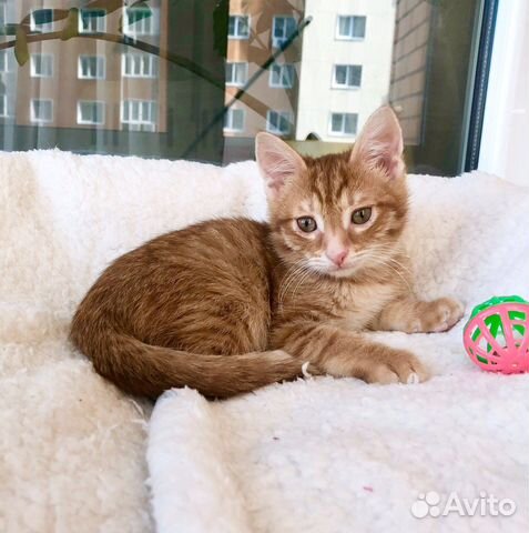 Яркий, рыжий котенок Морковкин в добрые руки