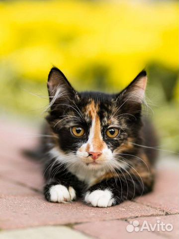 Котенок от подстреленной кошки