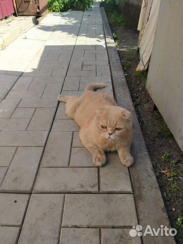 Отдам кота в дубрые руки