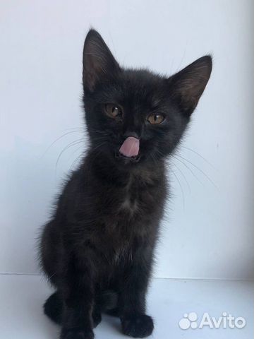 Черный котенок девочка