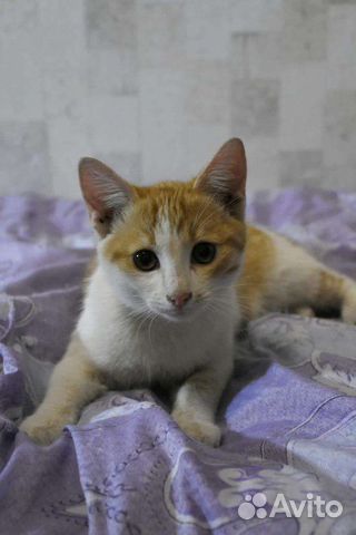 Коты рыжие бесплатно