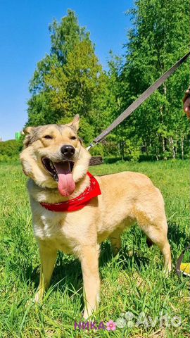 Собака в добрые руки