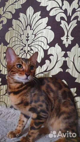 Яркие Бенгалочки с документами от чемпиона