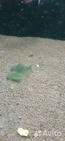 Сомик брохис