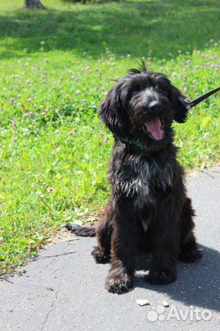 Ризеншнауцер метис Лиза в дар, 5 мес