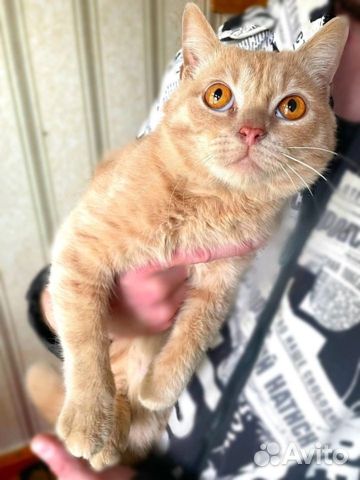 Кот Персик ищет дом