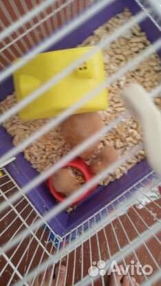 Сирийские хомячки