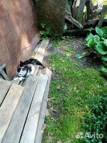 Котята в добрые руки бесплатно