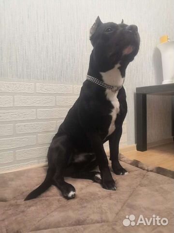 Стаффорд на вязку