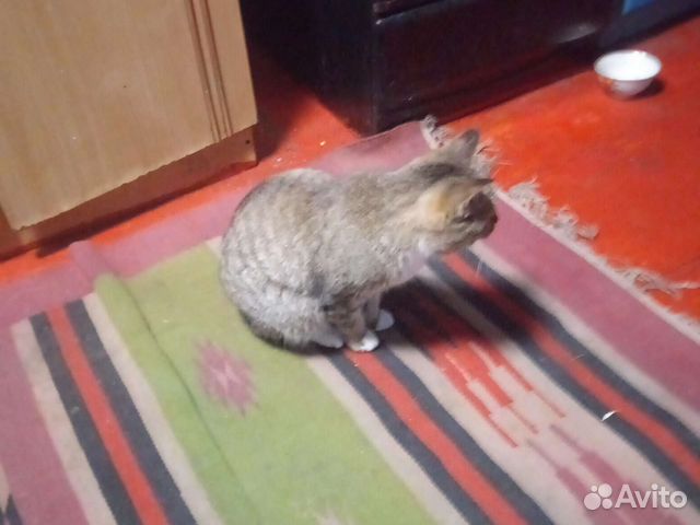 Кашка названия яна