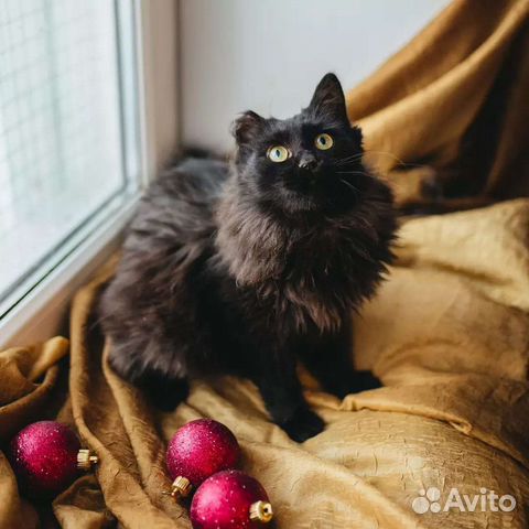 Котик 7 месяцев. Стерилизован