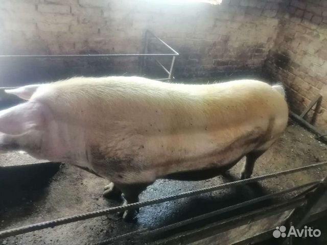 Хряк