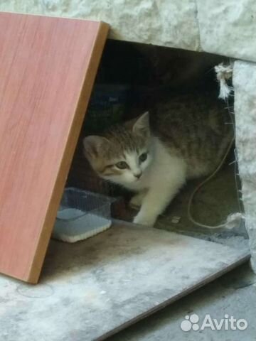 Маленькие двухмесячные котята ищут дом с улицы